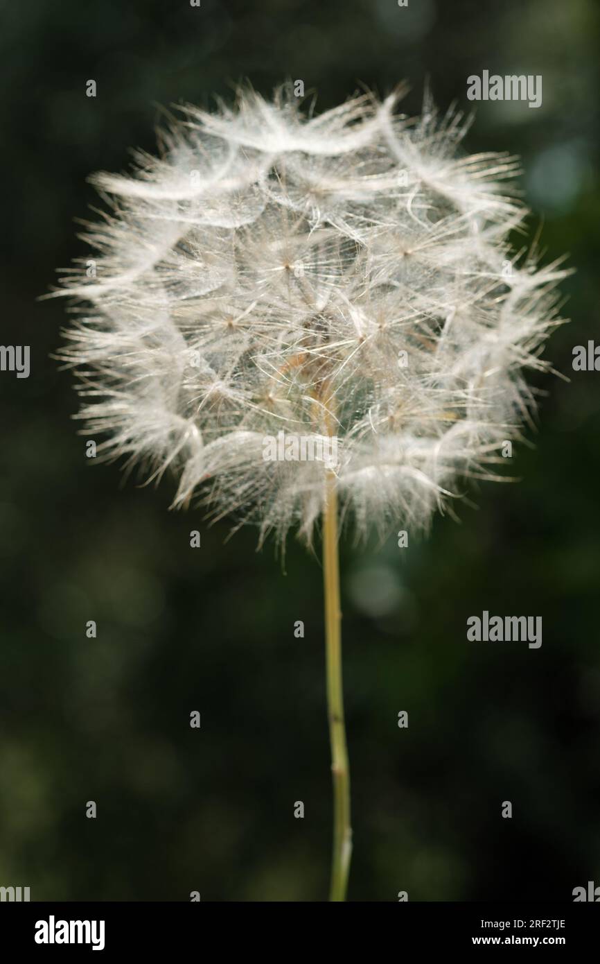 A detailed close-up of a dandelion clock, showcasing its delicate seed ...