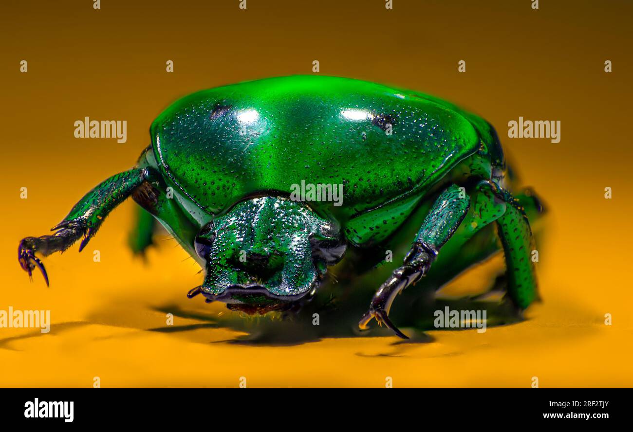 Diphucephala colaspidoides hi-res stock photography and images - Alamy