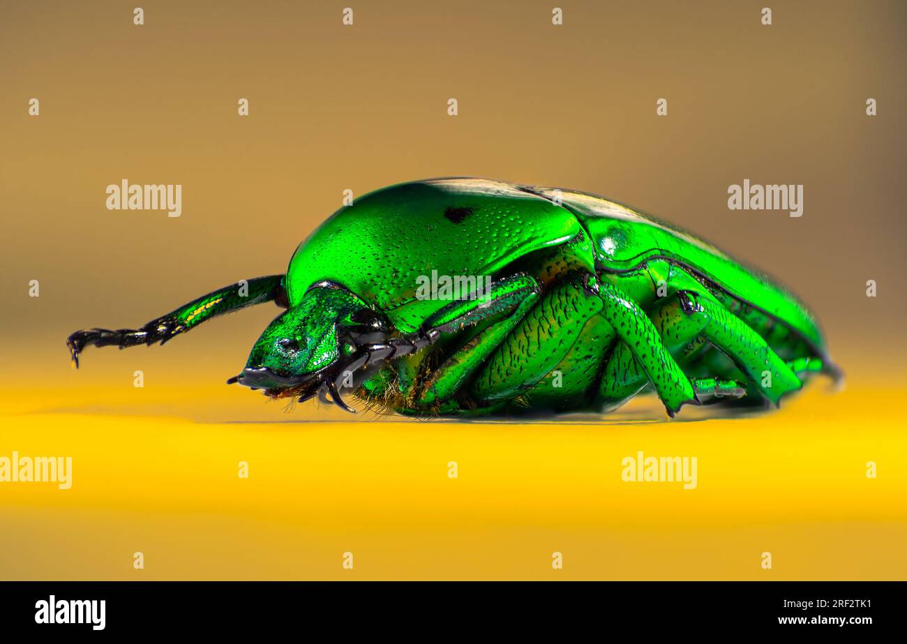 Beetle green australia hi-res stock photography and images - Alamy