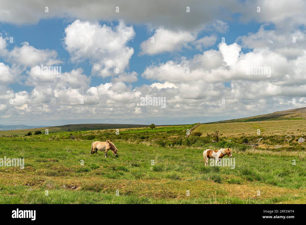 Ponys in der Landschaft bei Merrivale, Dartmoor, Devon, England ...