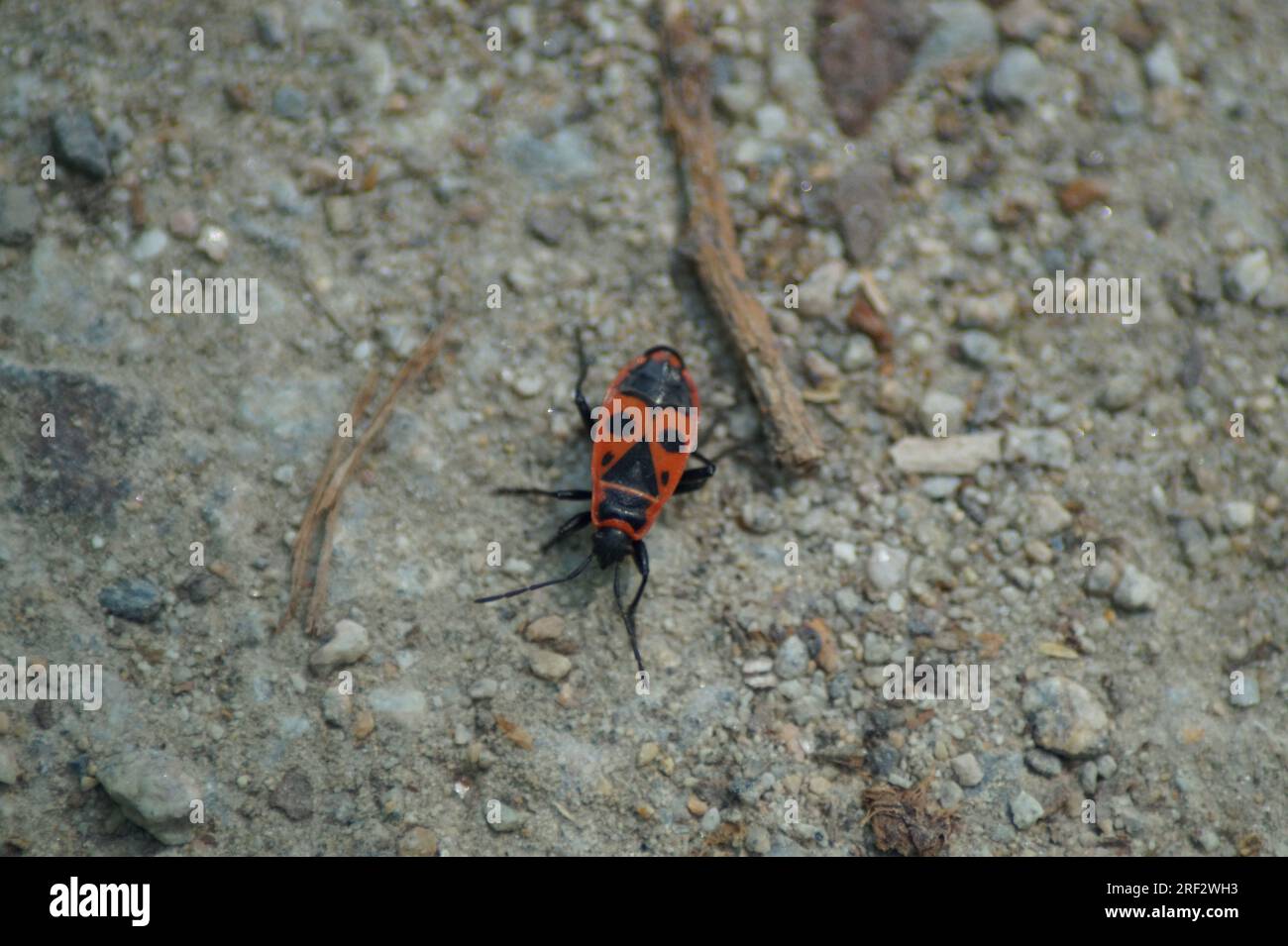 a common fire bug, Pyrrhocoris apterus, on a parkway Stock Photo - Alamy