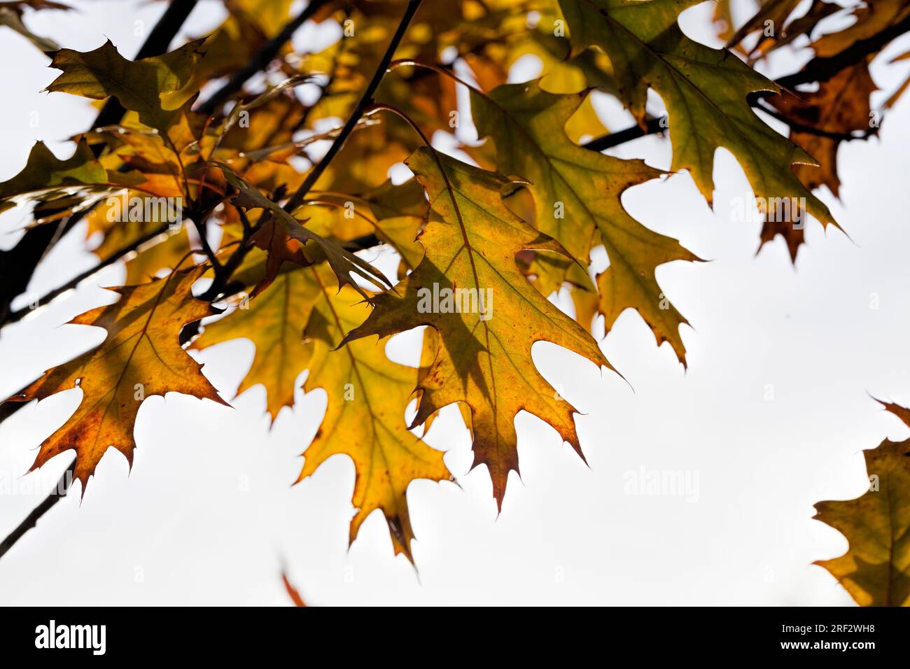 changing color oak in the autumn season, the foliage of the oak tree is ...