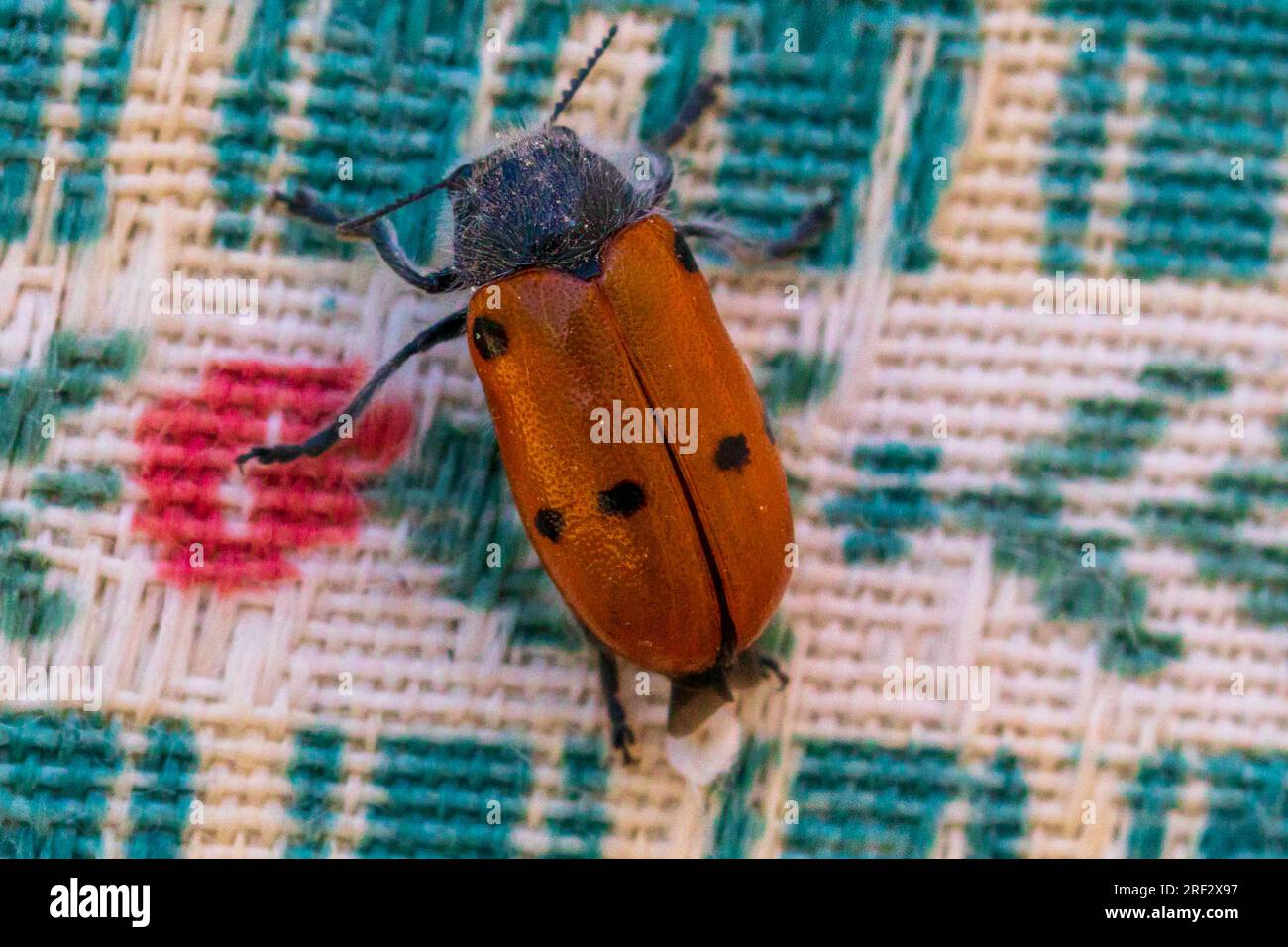 Lachnaia, Case-bearing Leaf Beetles Stock Photo - Alamy