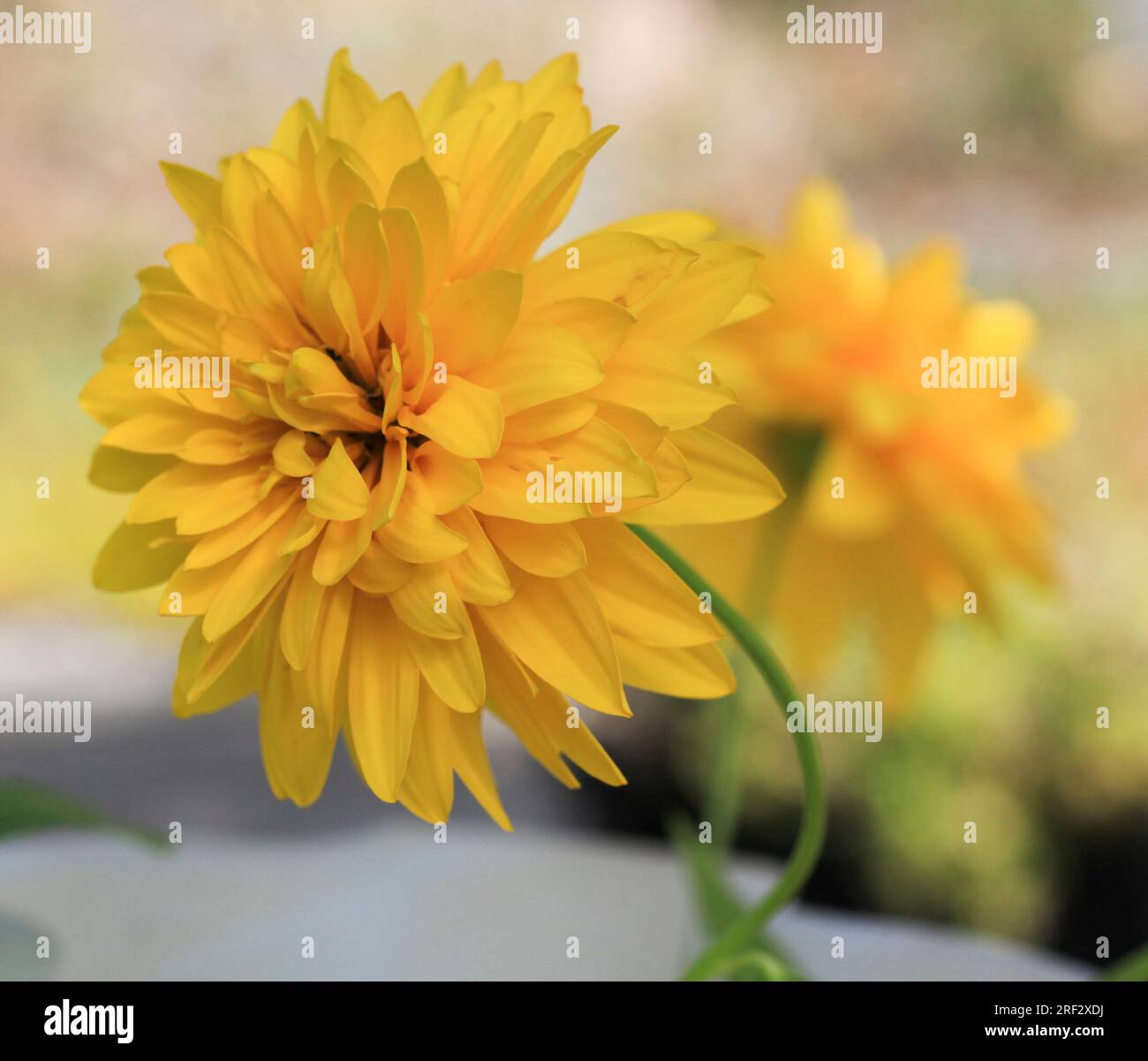 Swedish japanese hi-res stock photography and images - Alamy