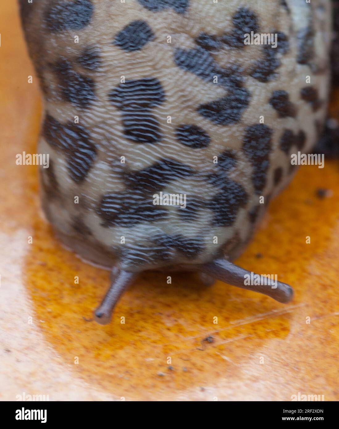 LIMAX MAXIMUS Great grey slug Stock Photo - Alamy