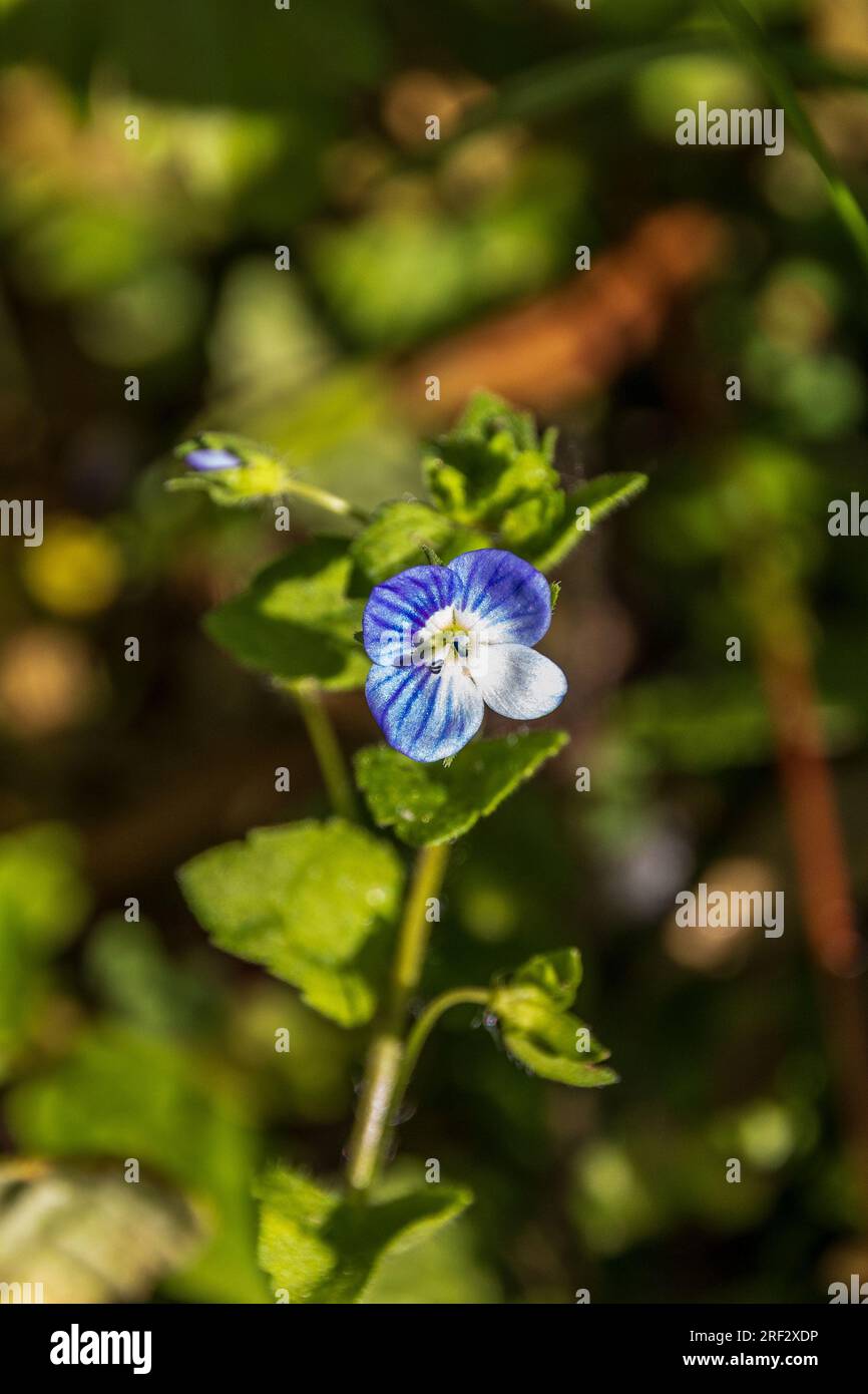 Veronica persica, Common Field-Speedwell Flower with copy space and a ...