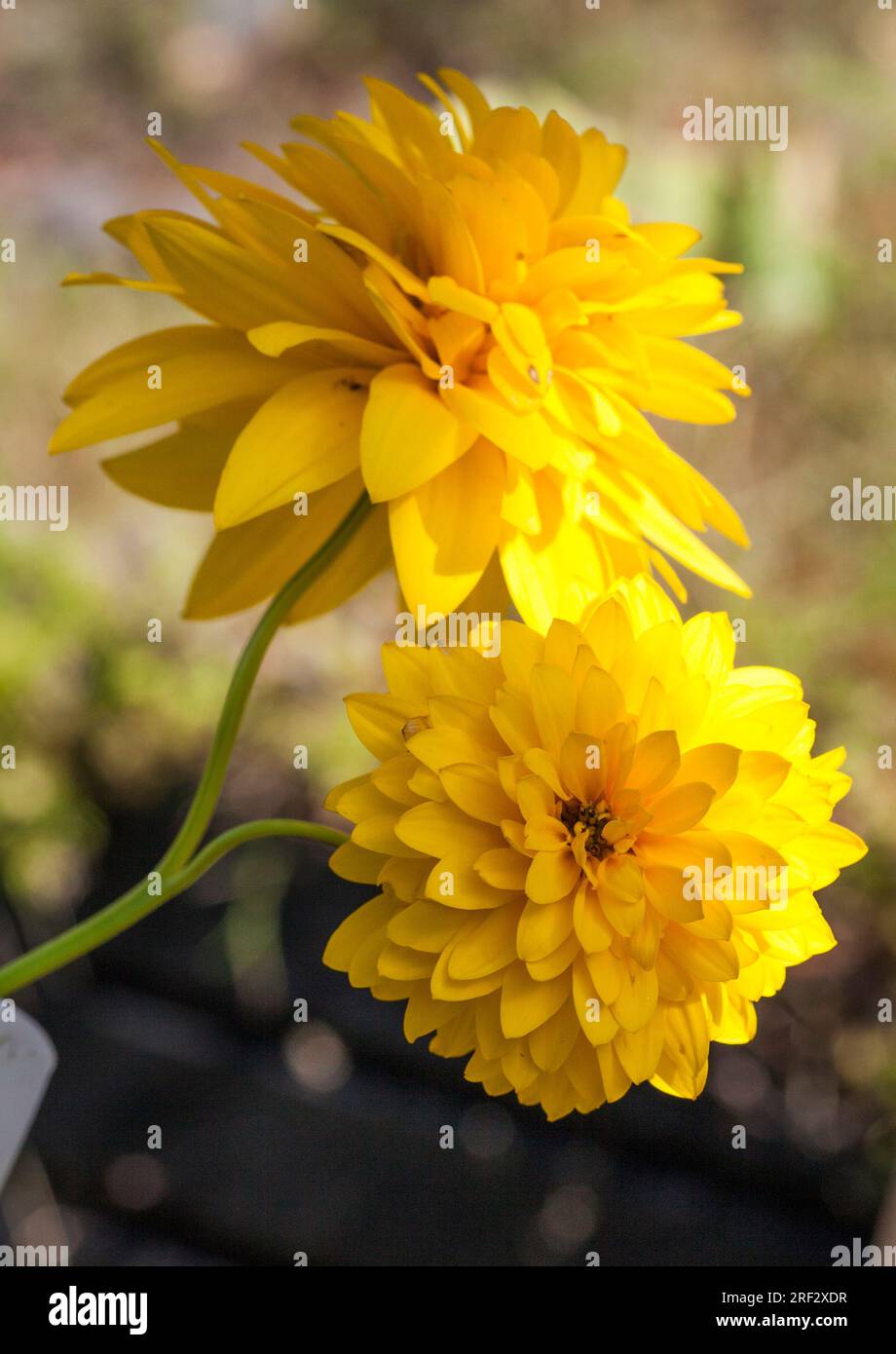 Kerria japonica japanese hi-res stock photography and images - Alamy