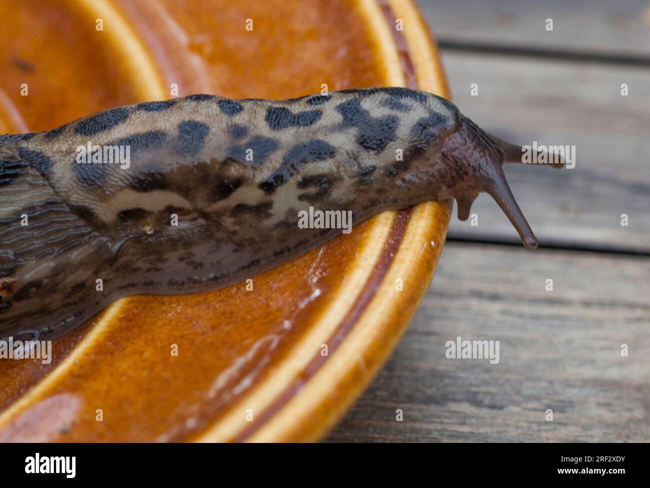 LIMAX MAXIMUS Great grey slug Stock Photo - Alamy