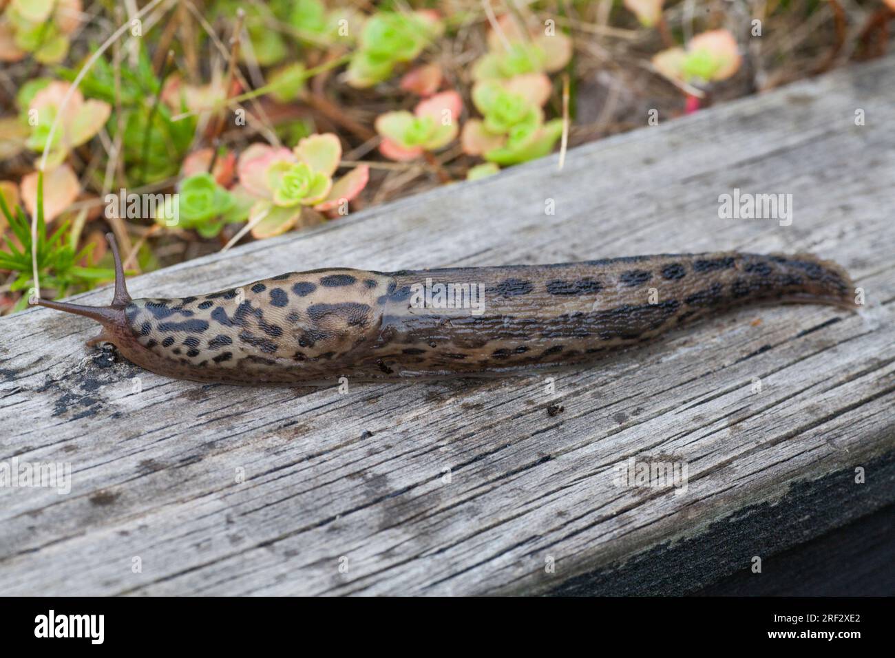LIMAX MAXIMUS Great grey slug Stock Photo - Alamy
