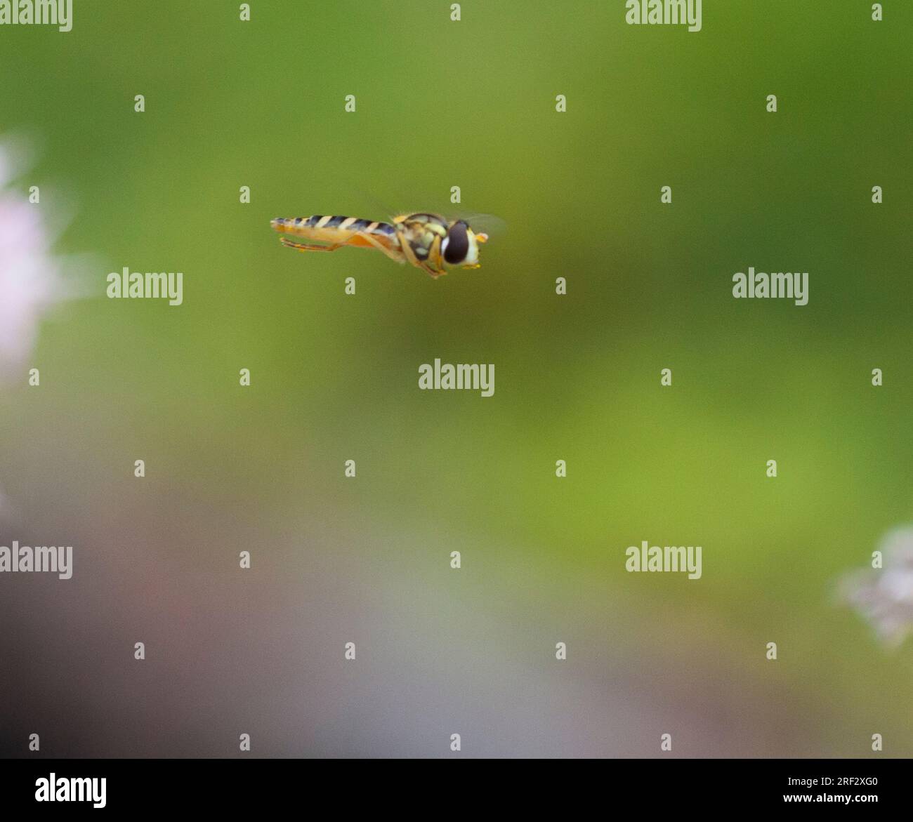 SPHAEROPHORIA Hoverflies on flower of Achillea Millefolium Stock Photo ...