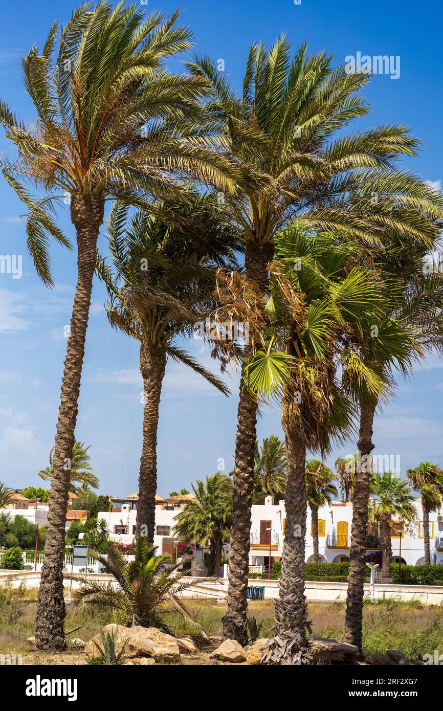 Phoenix dactylifera, Date Palm on the Beach, Almeria province ...