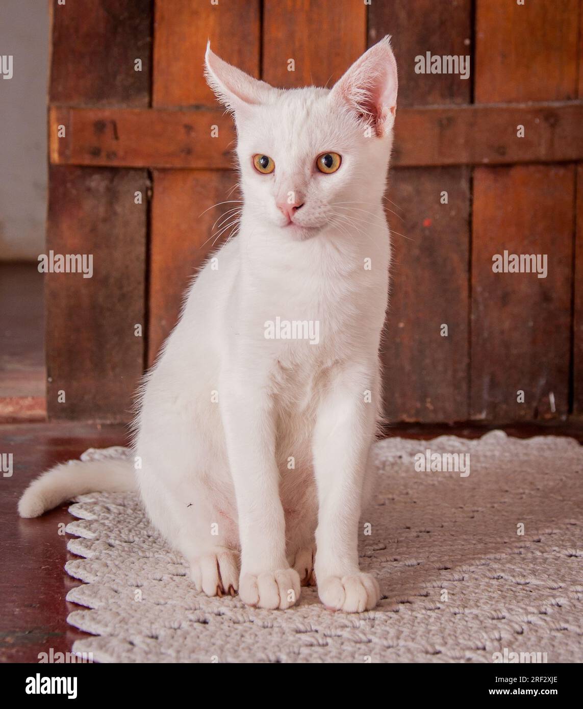 Gato grande hi-res stock photography and images - Alamy