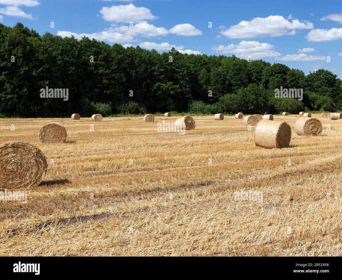 straw on agricultural land after harvesting and receiving a large ...