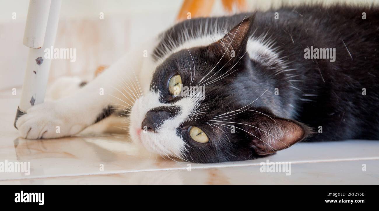 Photo of black and white cat. Mixed breed cat. Domestic cat Stock Photo ...