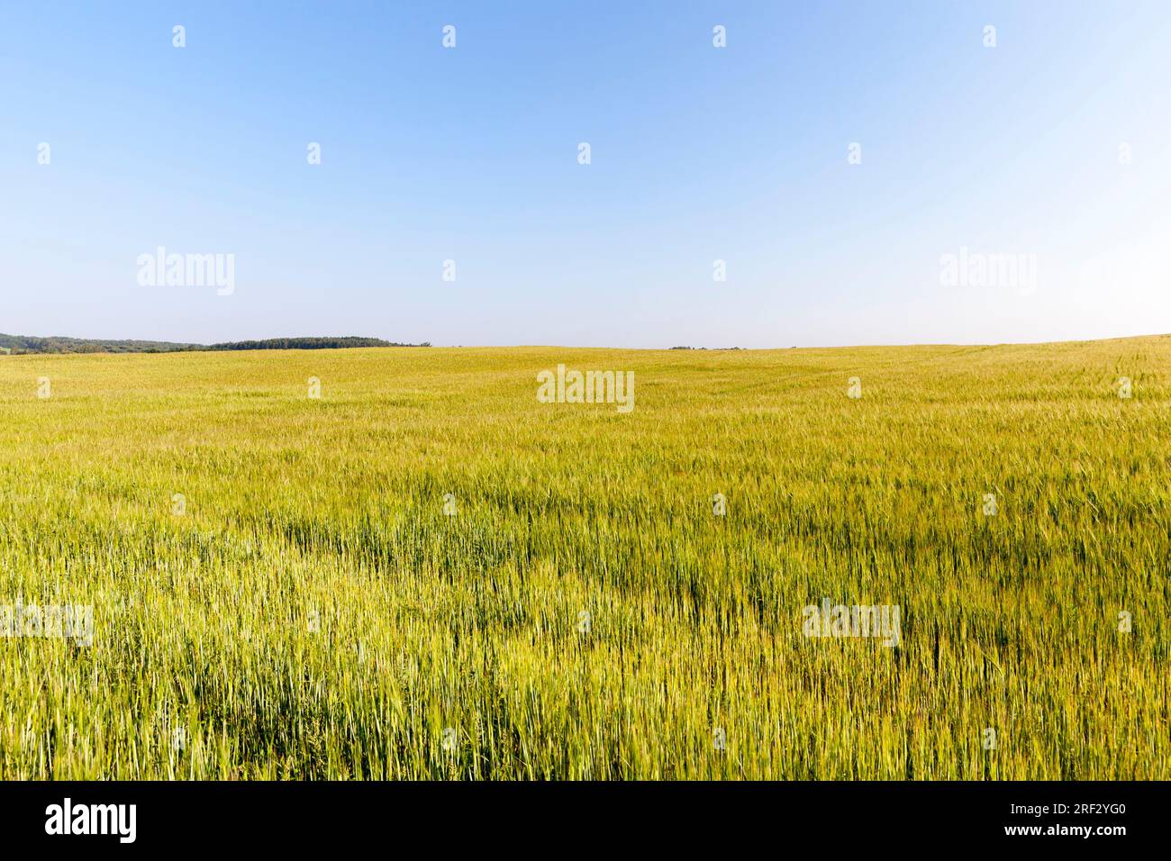 agricultural field where green rye grows, farming for grain harvest ...