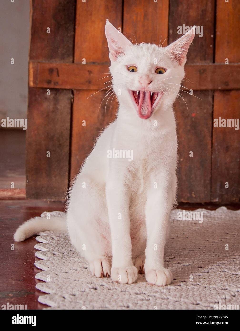 Gato grande hi-res stock photography and images - Alamy