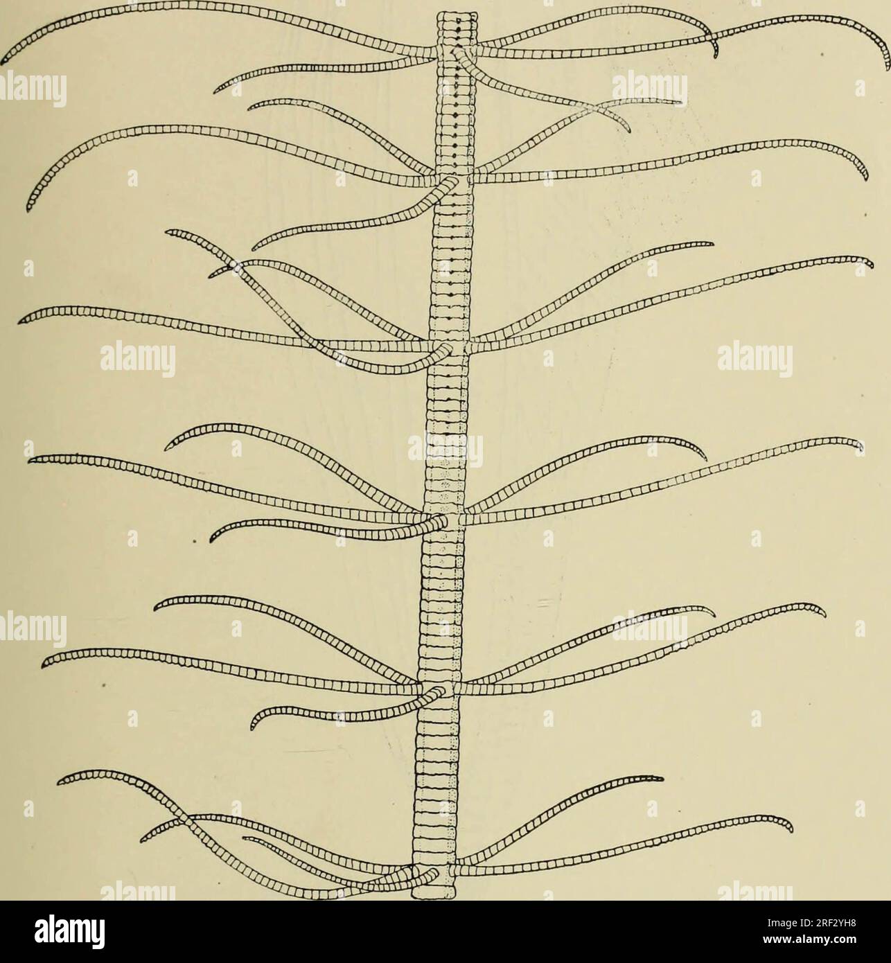 "Echinoderma of the Indian Museum ... . Collected by the Royal Indian ...