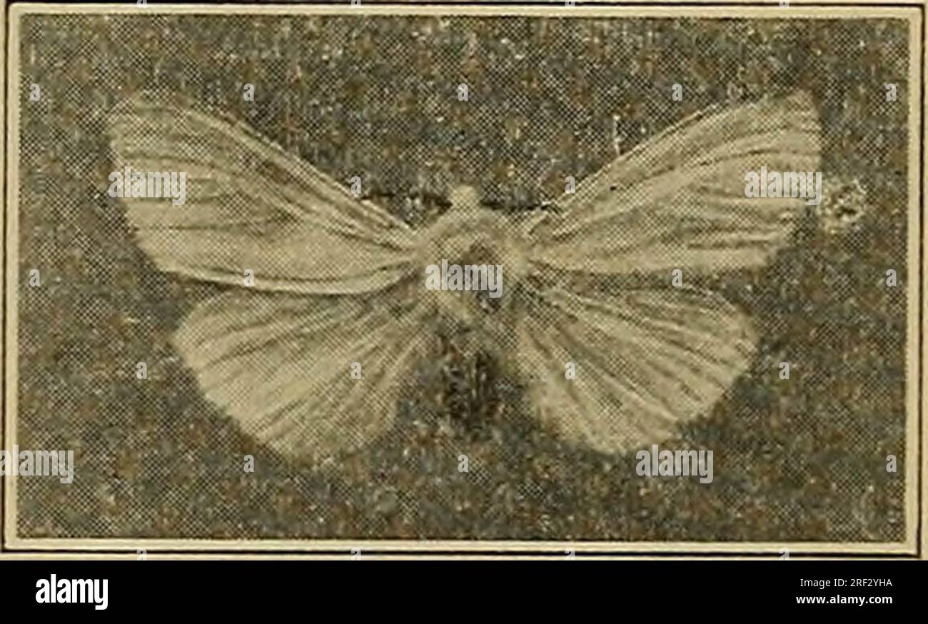 Fall webworm moth hi-res stock photography and images - Alamy