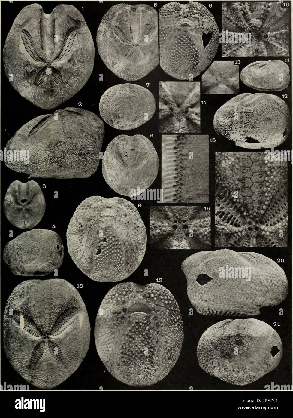 "Echinoderma of the Indian Museum ... . Collected by the Royal Indian ...