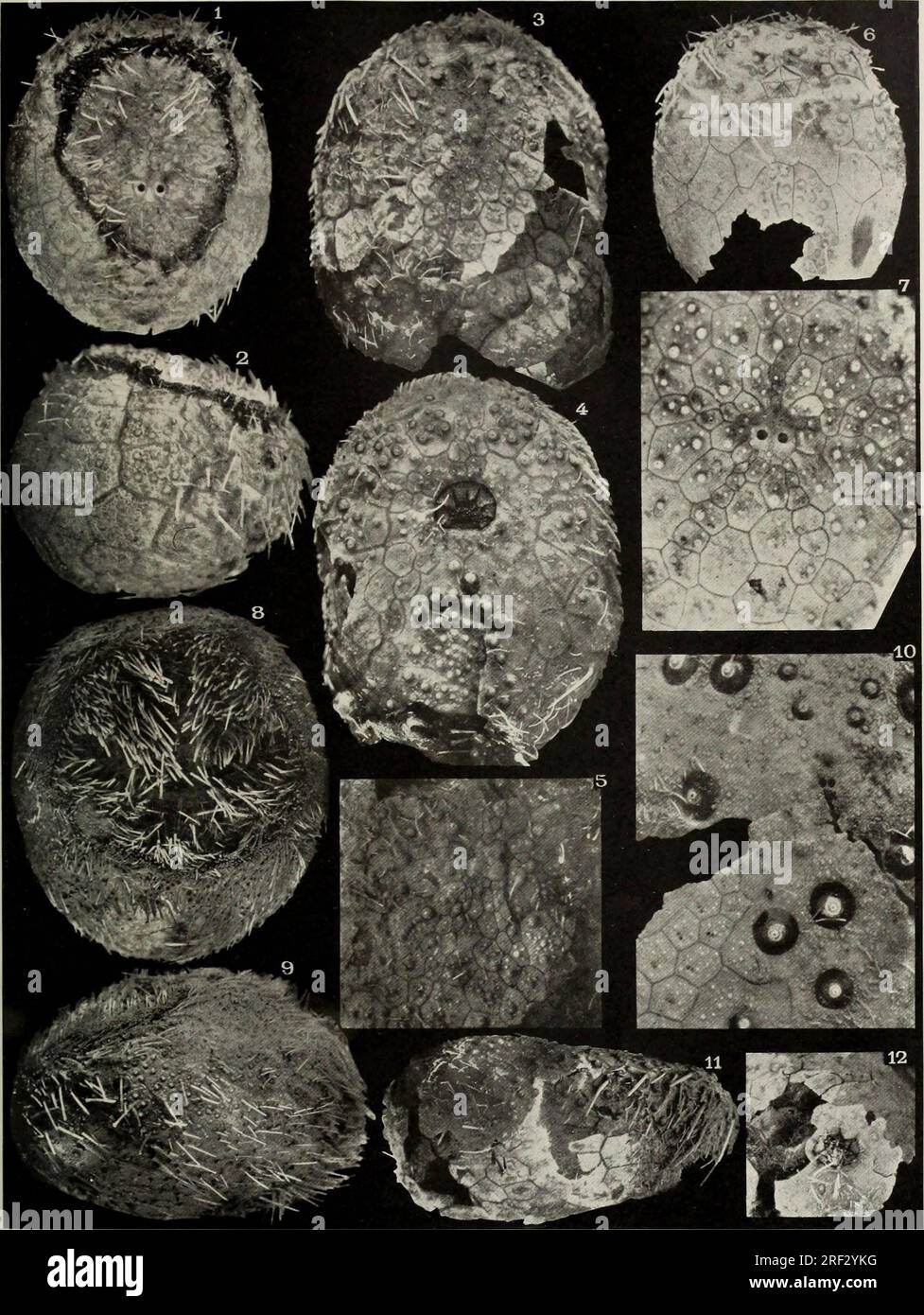 "Echinoderma of the Indian Museum ... . Collected by the Royal Indian ...