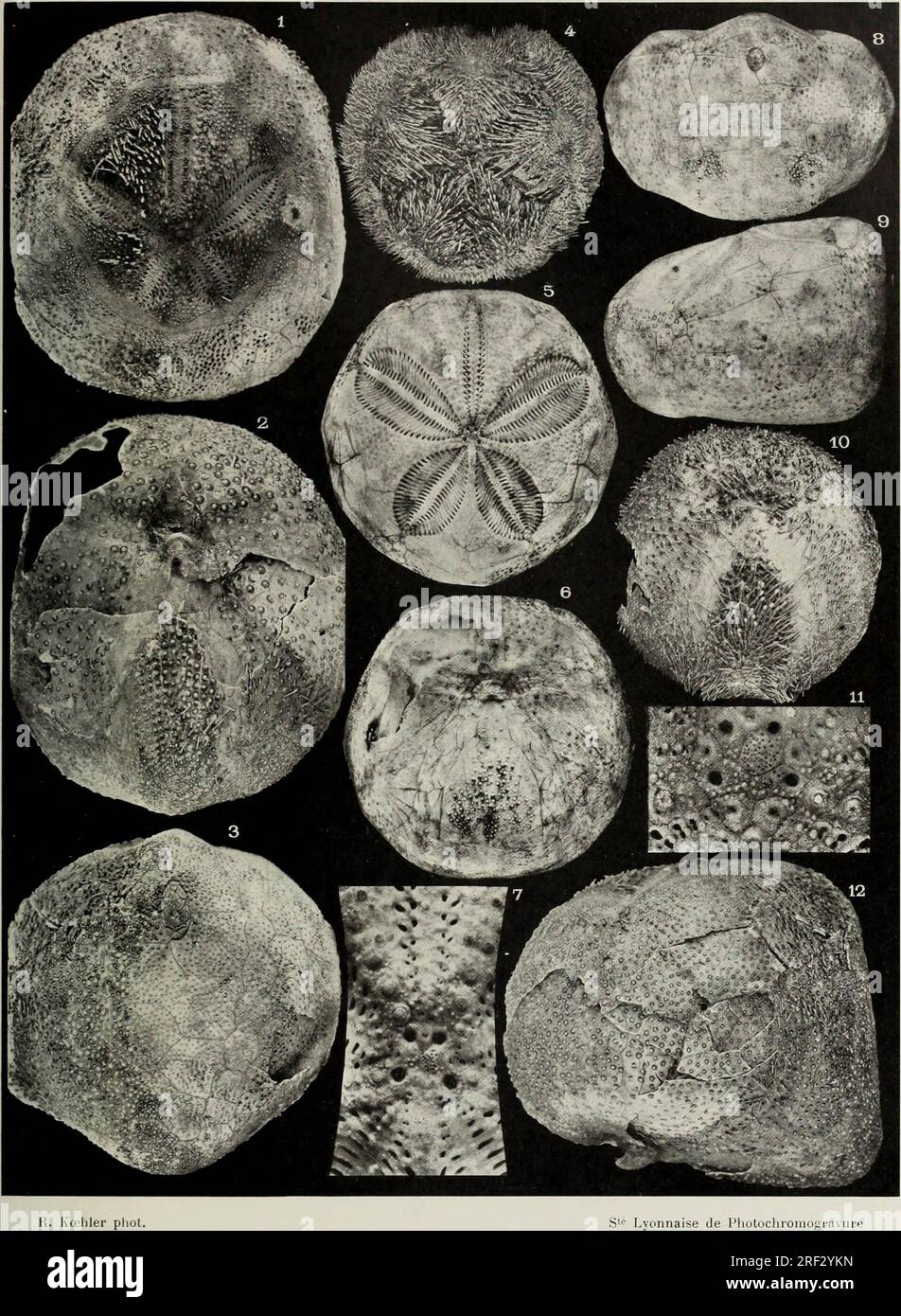 "Echinoderma of the Indian Museum ... . Collected by the Royal Indian ...