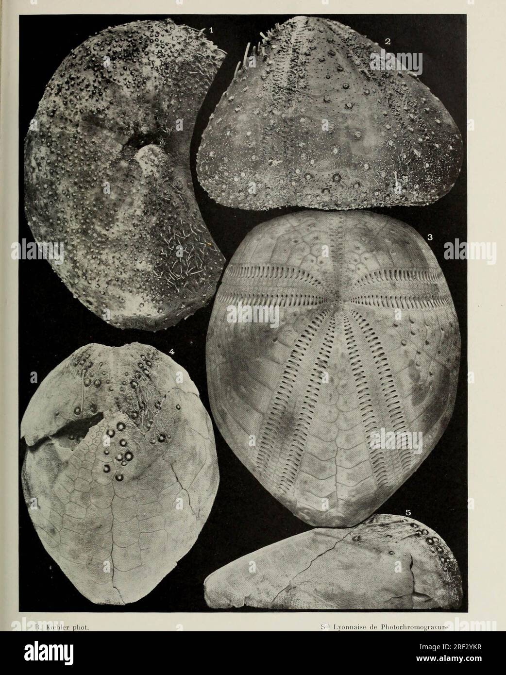 "Echinoderma of the Indian Museum ... . Collected by the Royal Indian ...