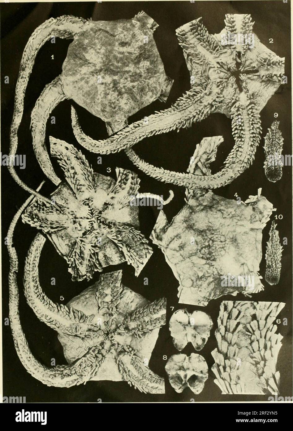 "Echinodermata Ophiuroidea" (1922 Stock Photo - Alamy