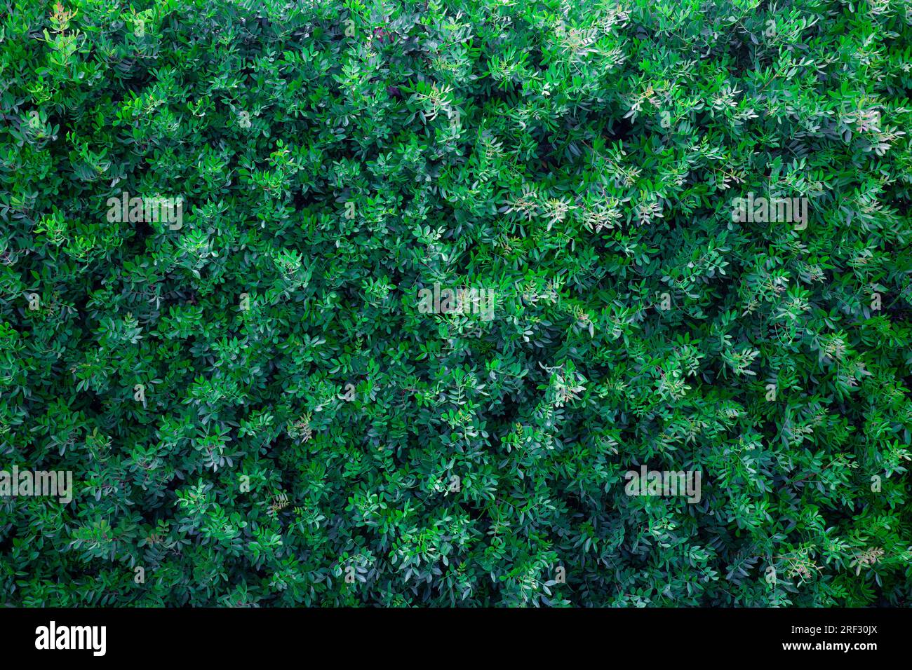 Green bush background hi-res stock photography and images - Alamy