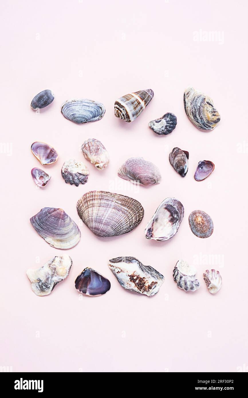 Sea shells arrangement. Shells display Stock Photo - Alamy