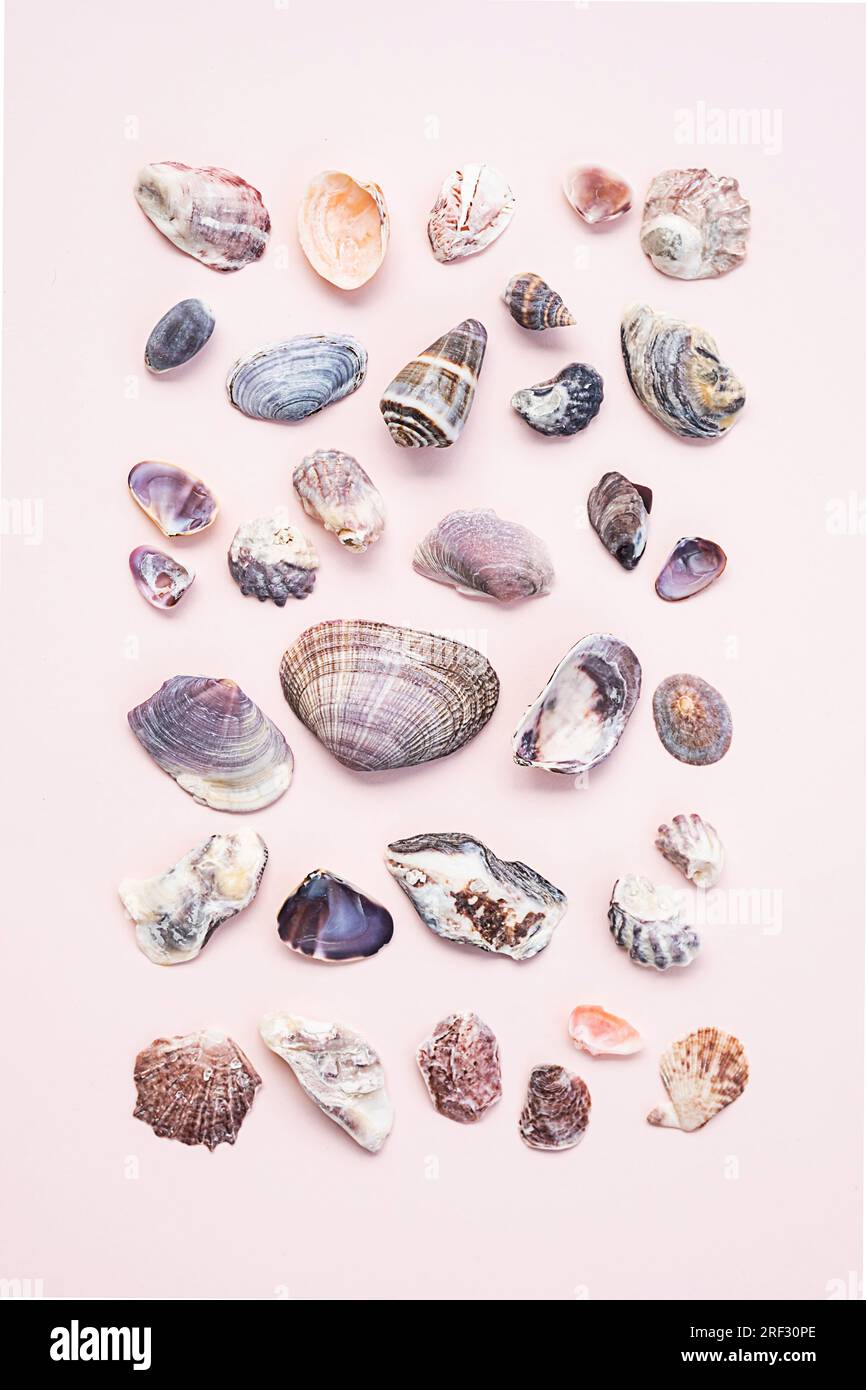 Sea shells arrangement. Shells display Stock Photo - Alamy