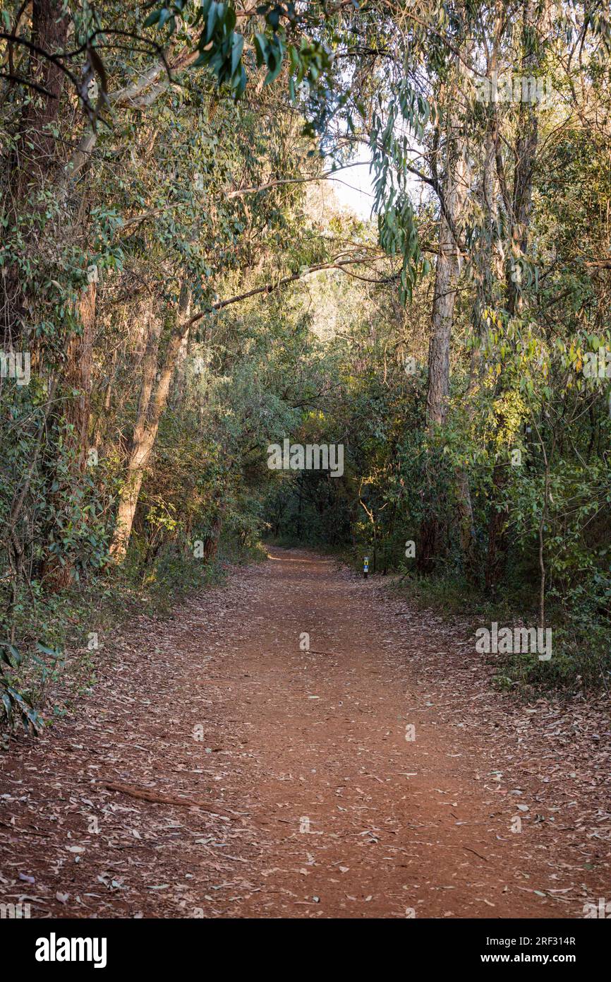 Tree Trunk detailed Textures of the green plants in the forest Kenya ...