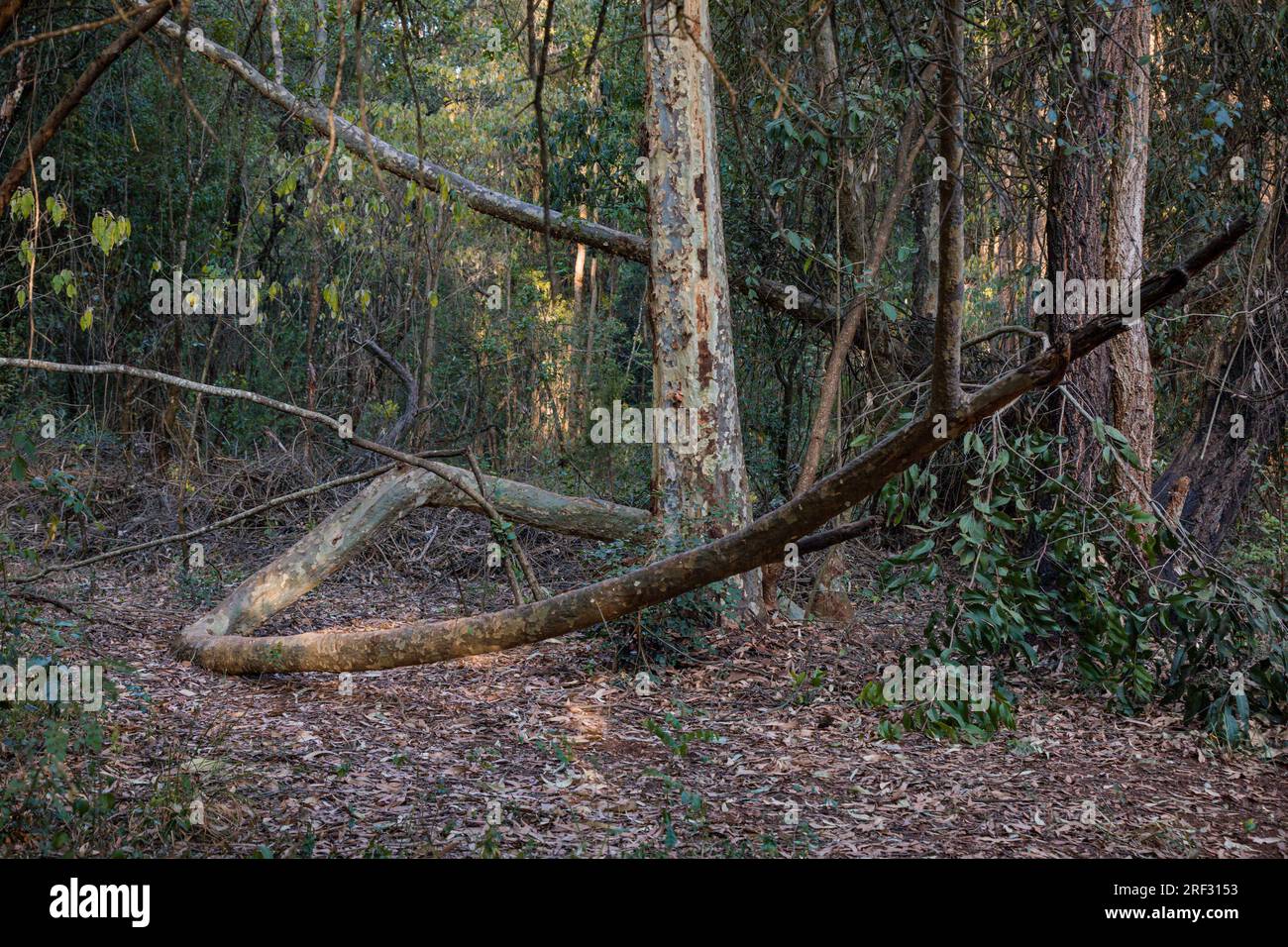 Tree Trunk detailed Textures of the green plants in the forest Kenya ...