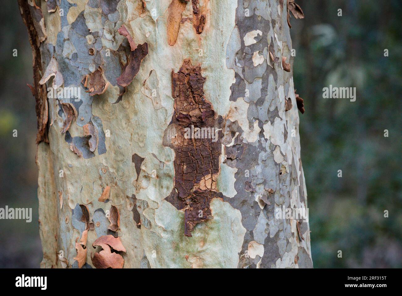 Tree Trunk detailed Textures of the green plants in the forest Kenya ...