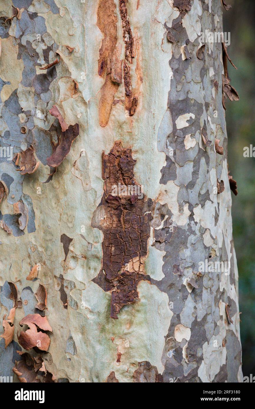 Tree Trunk detailed Textures of the green plants in the forest Kenya ...