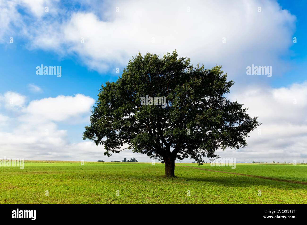 one lone tree growing in a desert area, the tree is tall and stands out ...