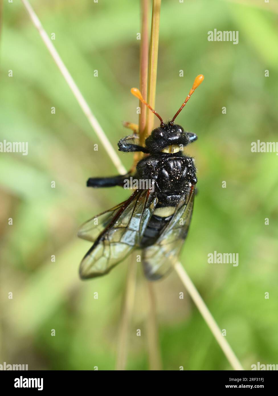 Birch sawfly hi-res stock photography and images - Alamy