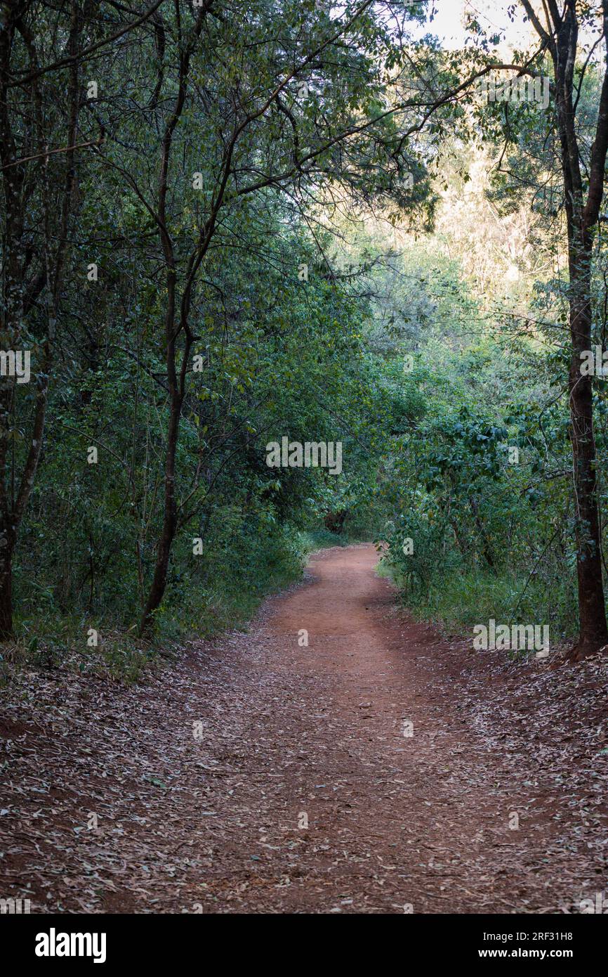 Rough Road In-between Trees At Karura Forest Sigiria Gate Stock Photo ...