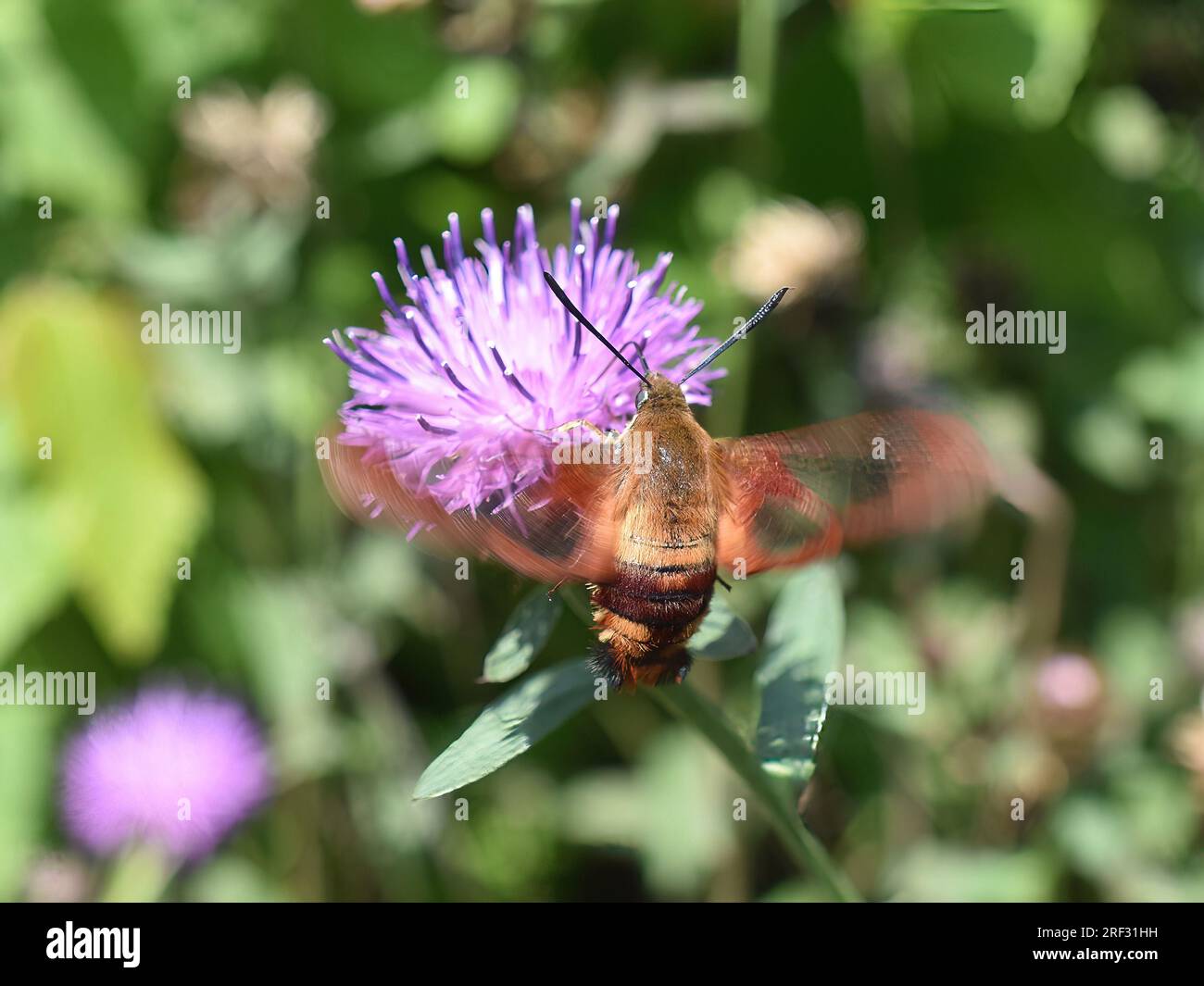 Clearwing hummingbird moth hi-res stock photography and images - Alamy