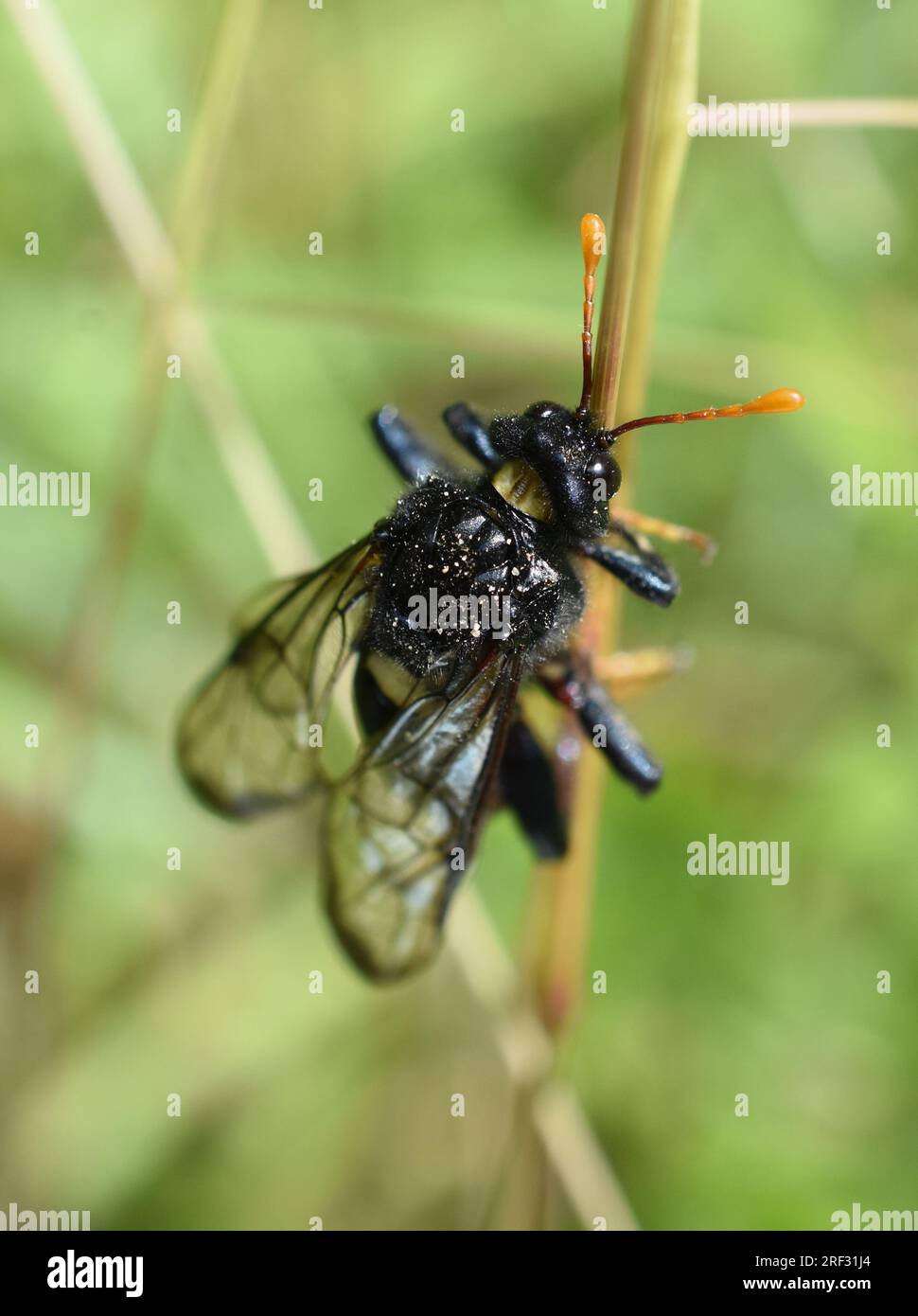 Birch sawfly hi-res stock photography and images - Alamy