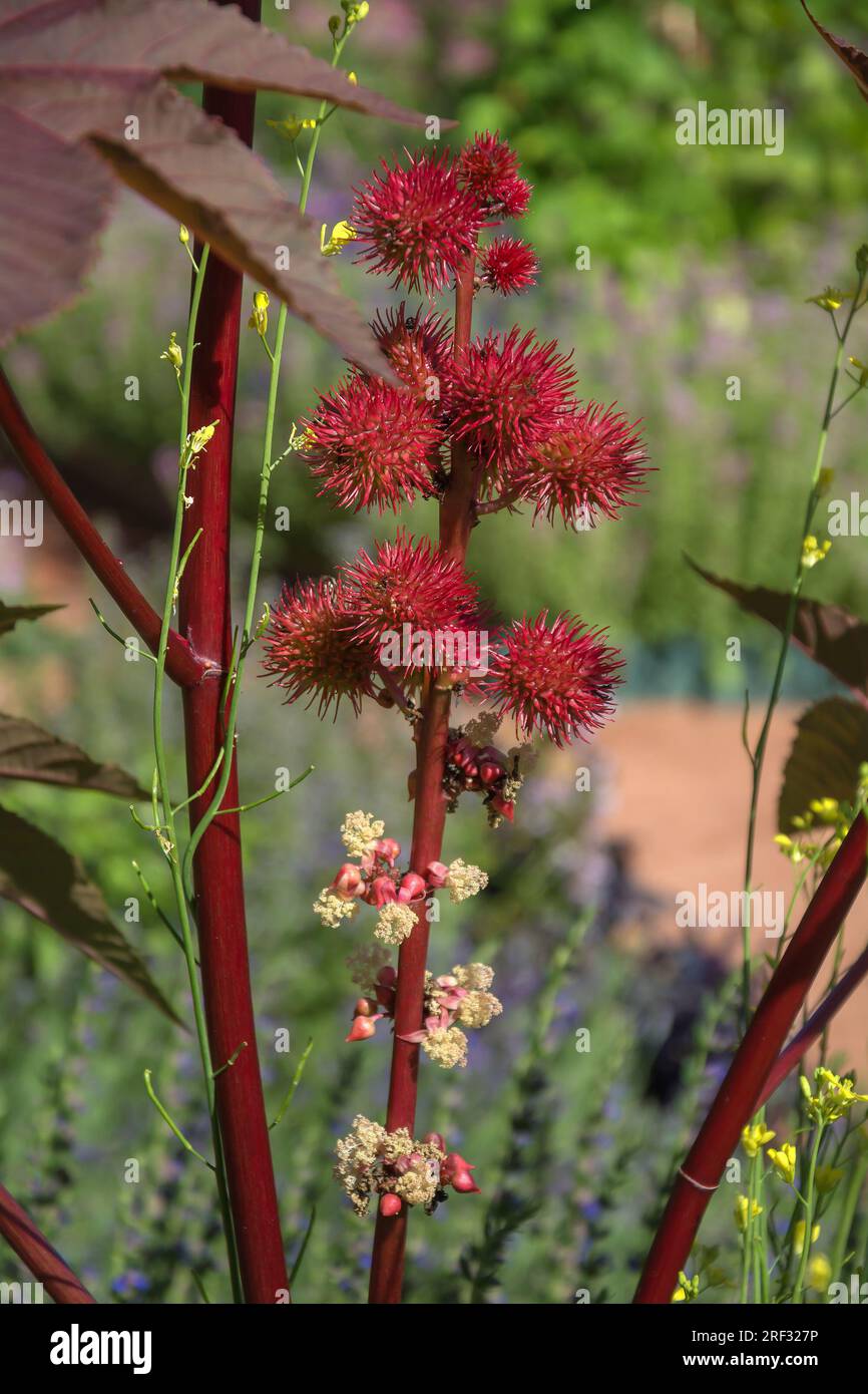 Castor vulgaris hi-res stock photography and images - Alamy