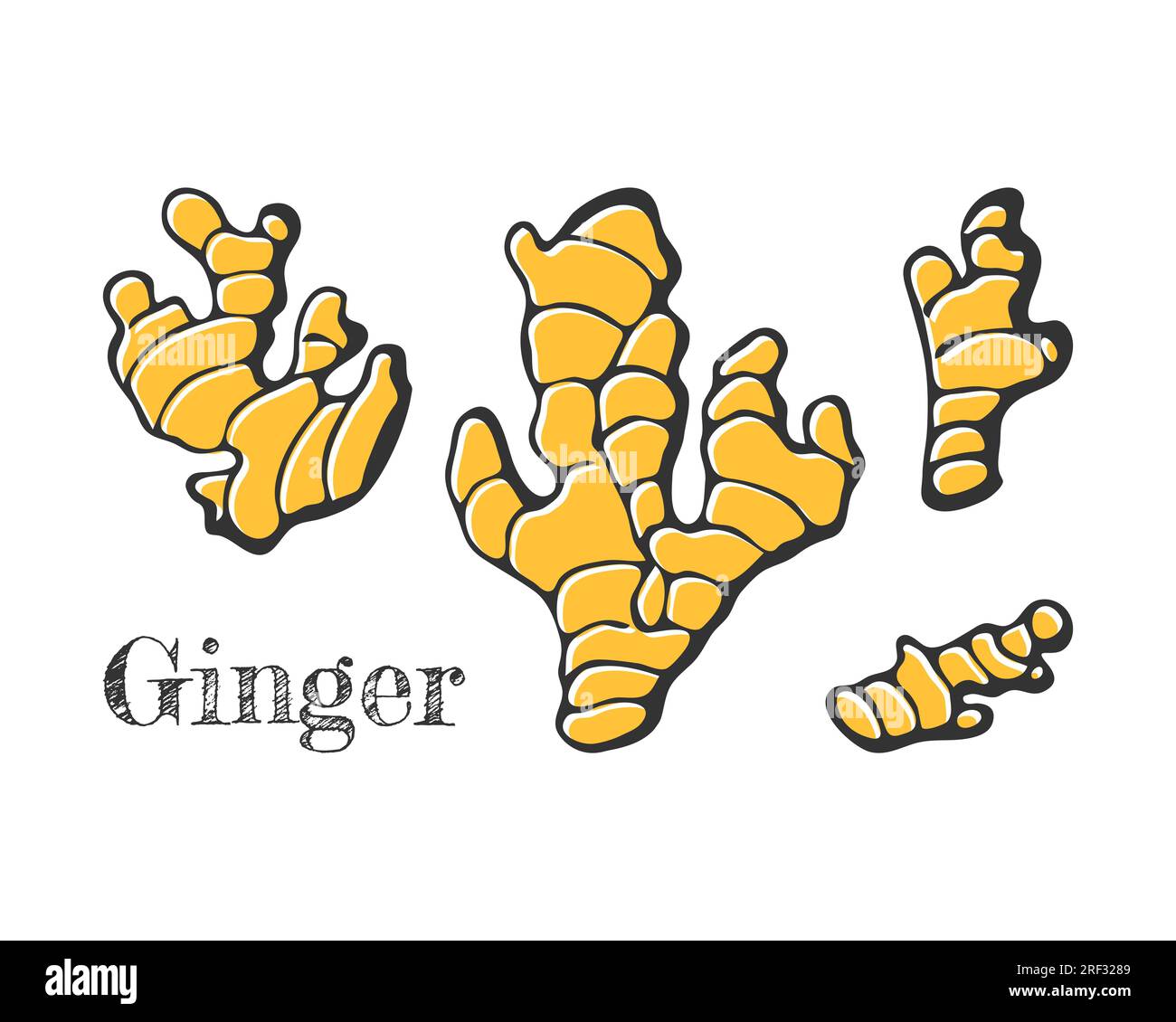 Gingers set doodle hand drawn. Isolated, white background. Vector ...