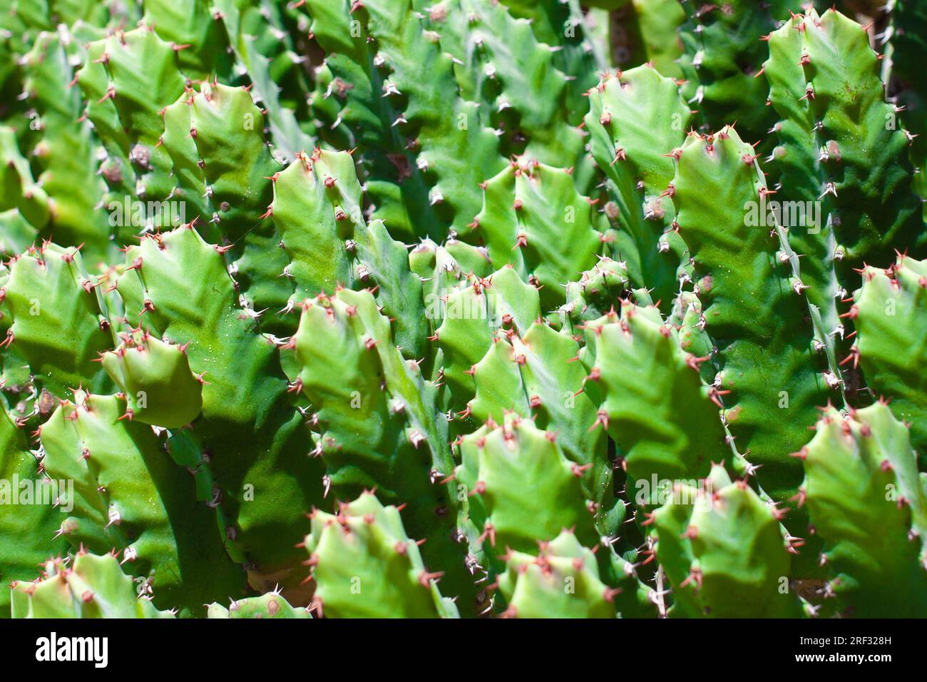 Resin spurge, Euphorbia resinifera, succulent Stock Photo - Alamy