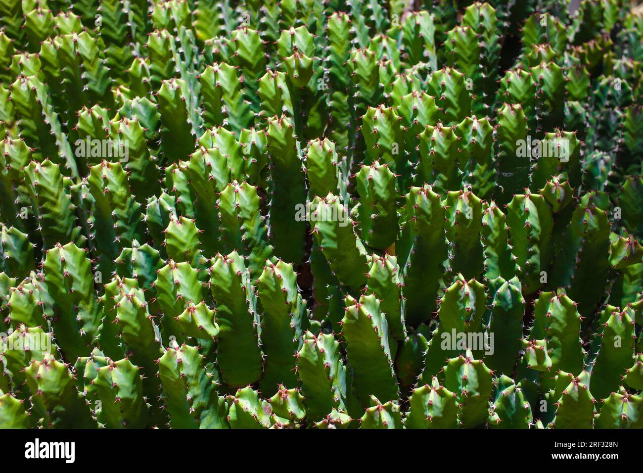 Resin spurge, Euphorbia resinifera, succulent Stock Photo - Alamy