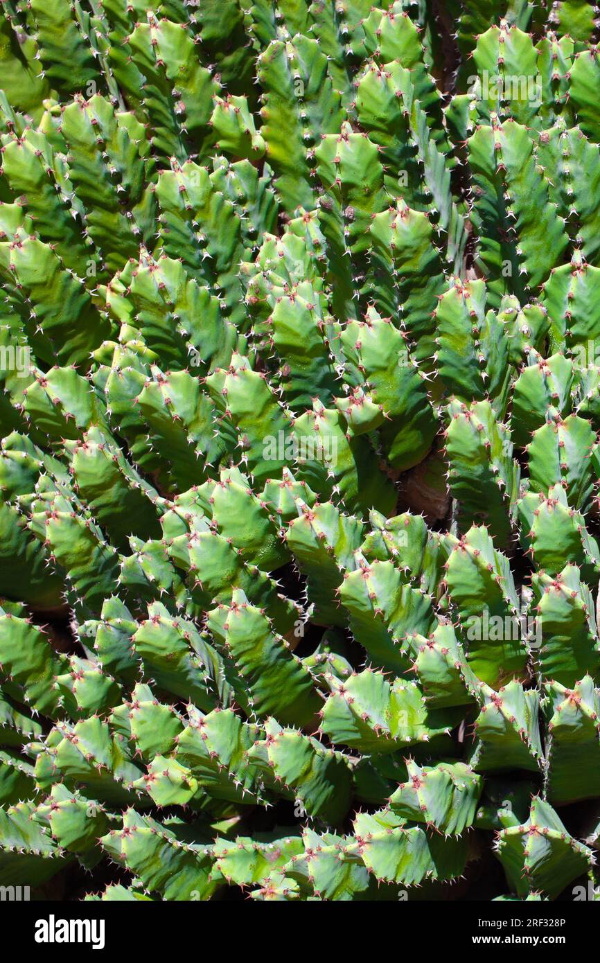 Resin spurge, Euphorbia resinifera, succulent Stock Photo - Alamy