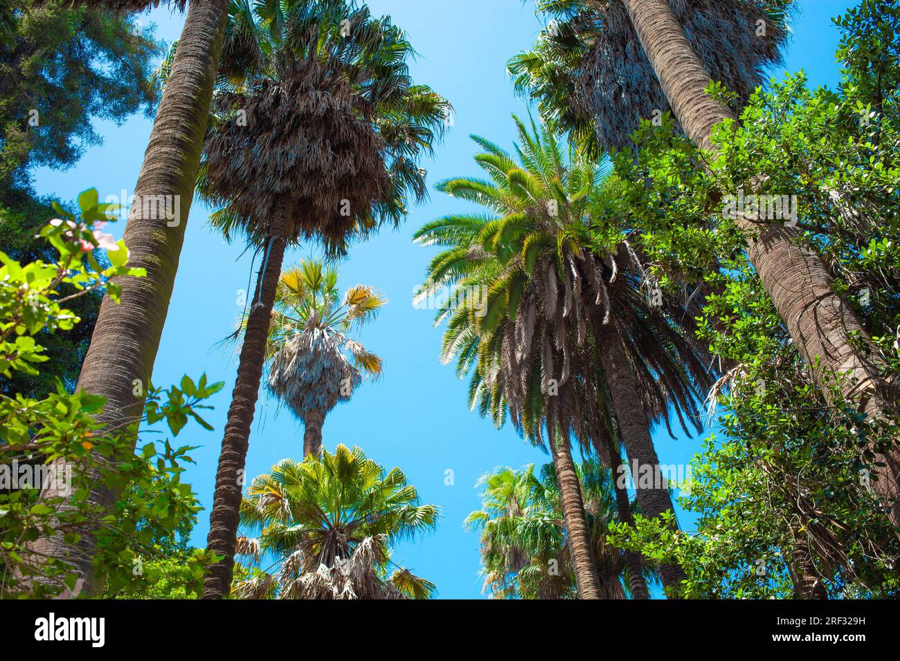 Alley palm trees hi-res stock photography and images - Alamy