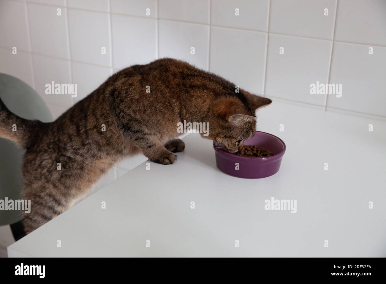 Cat eating healthy hi-res stock photography and images - Alamy