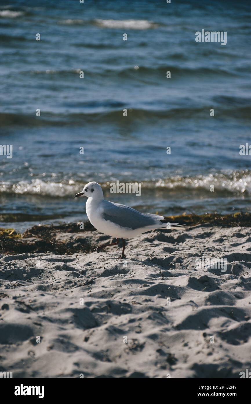 Animal aesthetic hi-res stock photography and images - Alamy