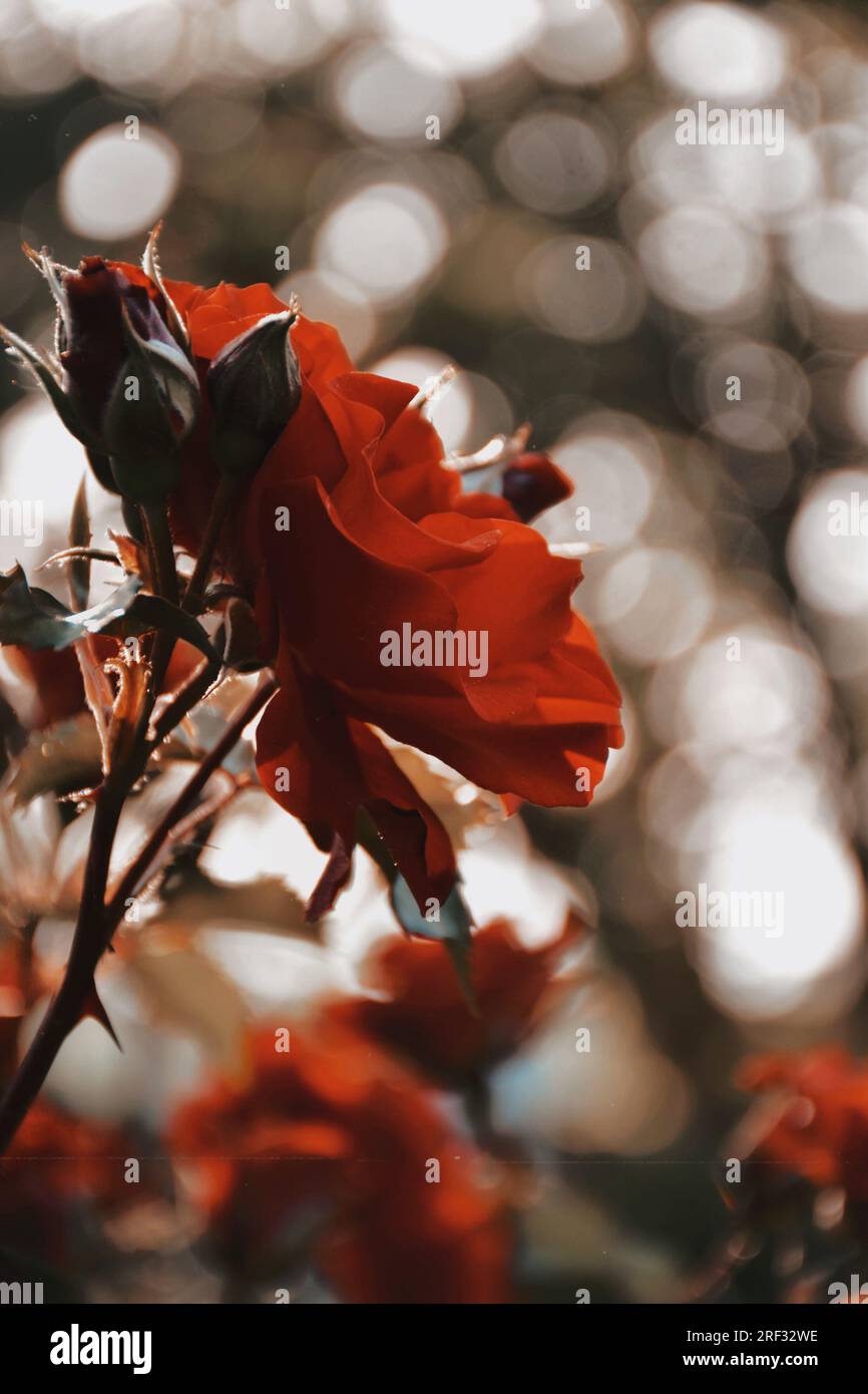 Rose aesthetic photo hi-res stock photography and images - Alamy