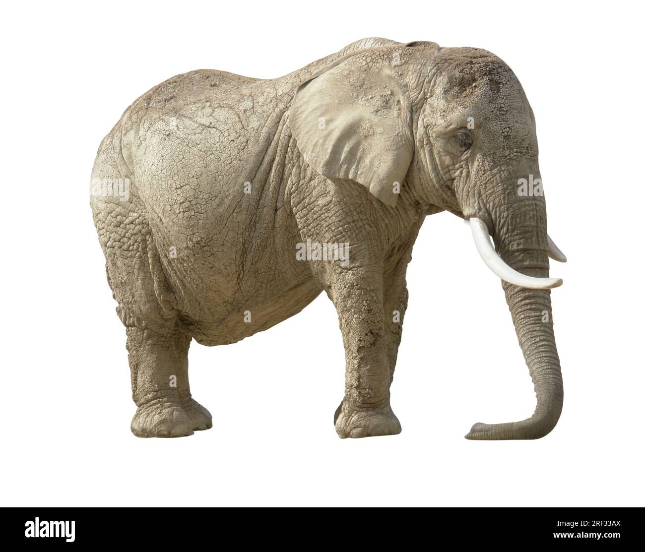 African elephant in white Cut Out Stock Images & Pictures - Alamy