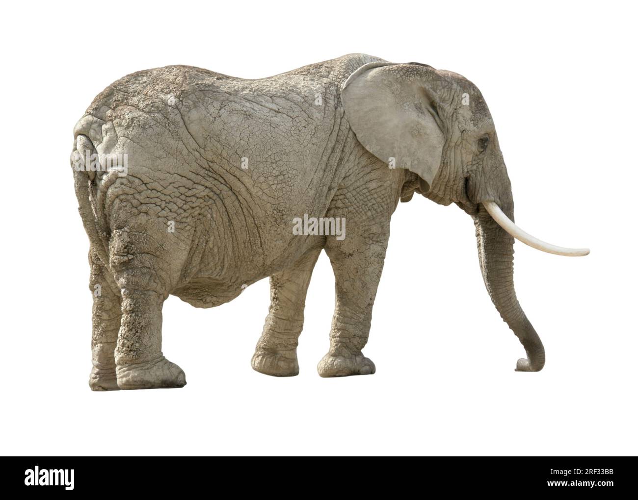 African elephant in white Cut Out Stock Images & Pictures - Alamy